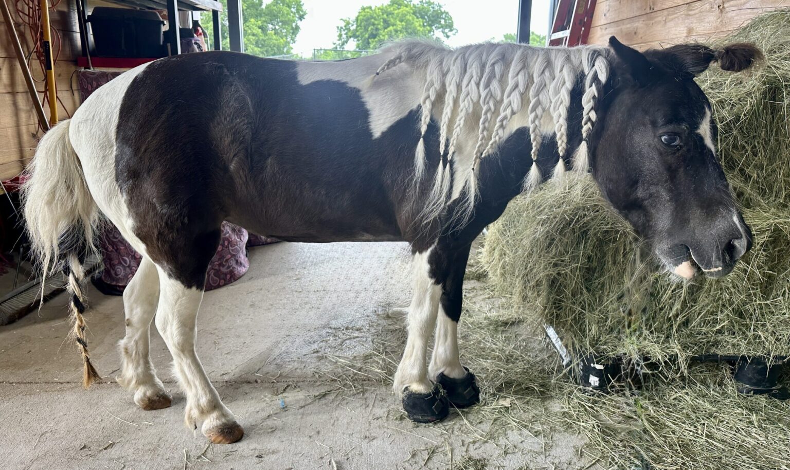 Cricket – Layla Rose Ranch Equine Rescue